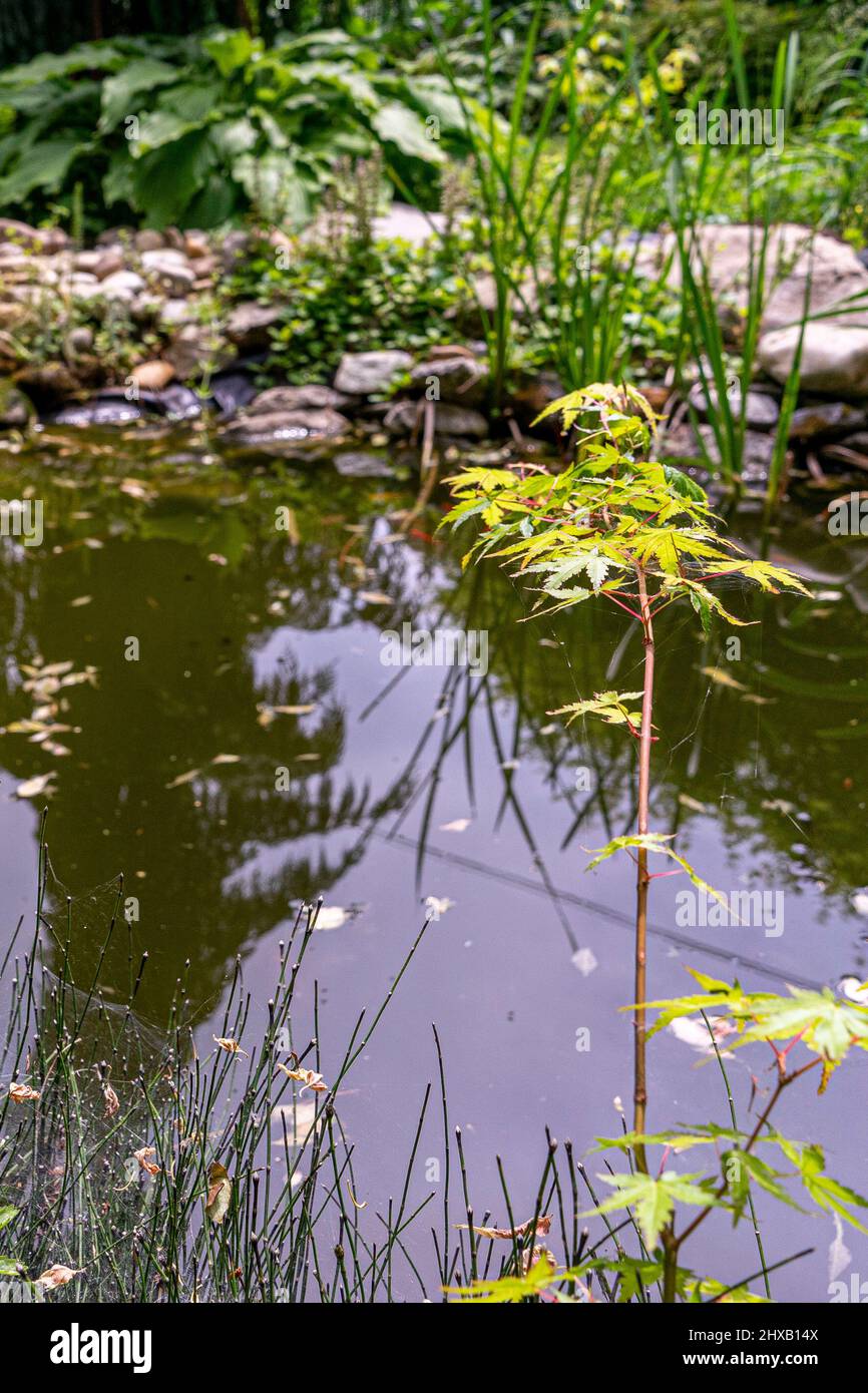 Little pond in a Japanese style garden Stock Photo - Alamy