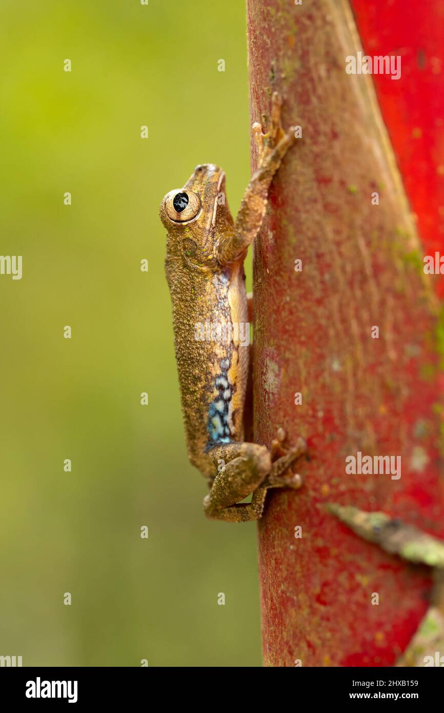 Panama cross-banded tree frog (Smilisca sila) is a species of frog in ...