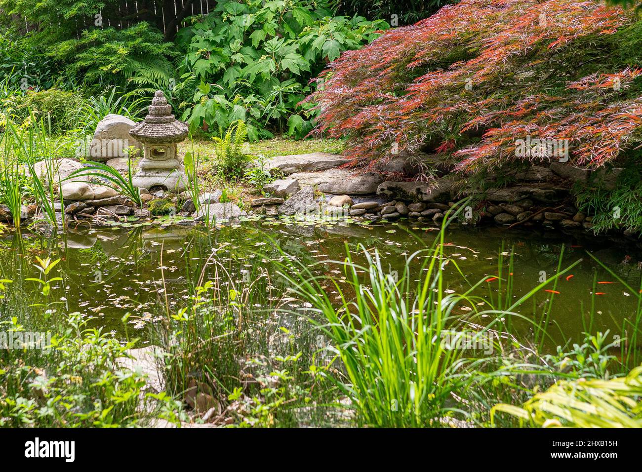 Little pond in a Japanese style garden Stock Photo - Alamy