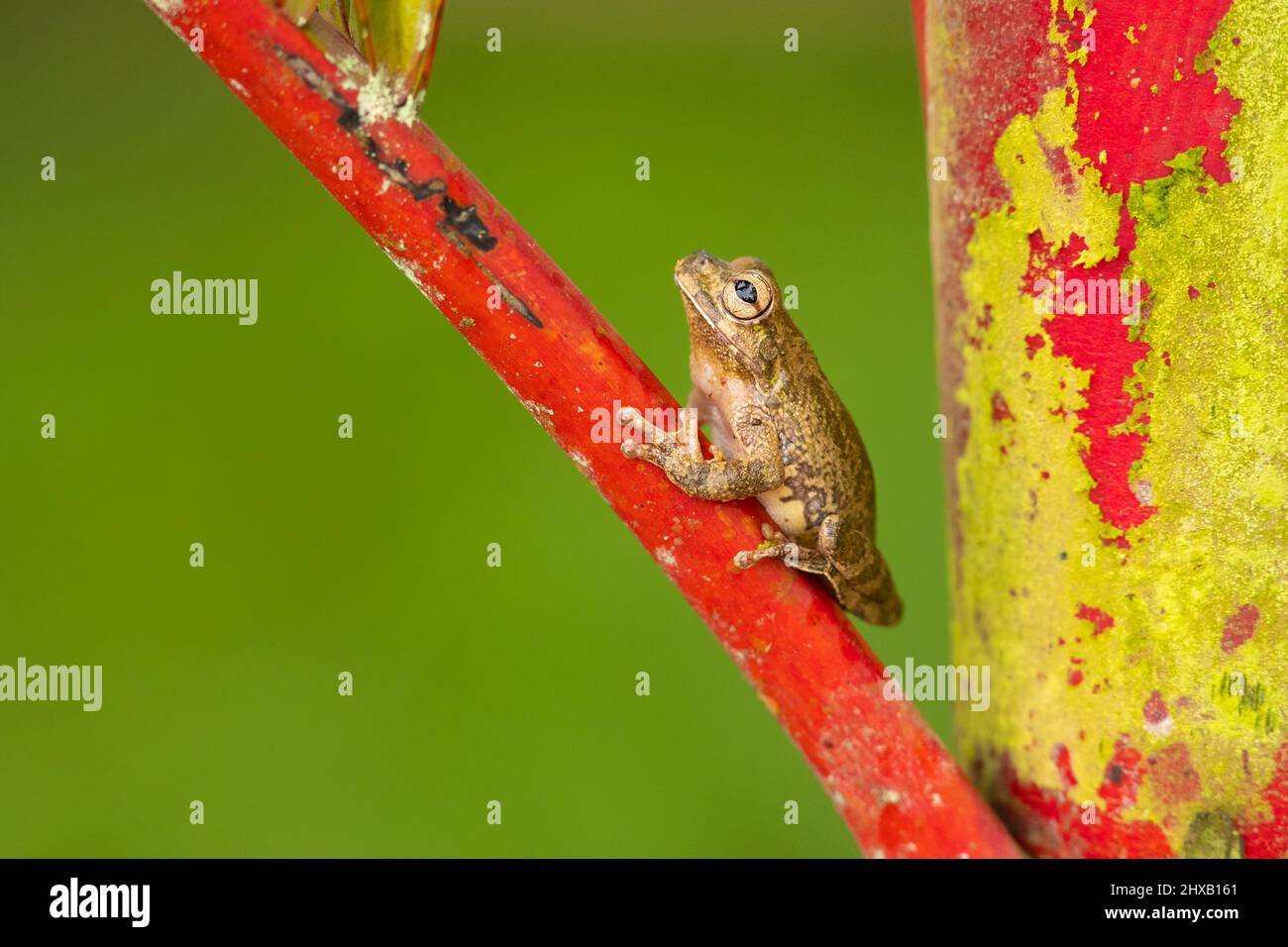 Panama cross banded tree frog hi-res stock photography and images - Alamy