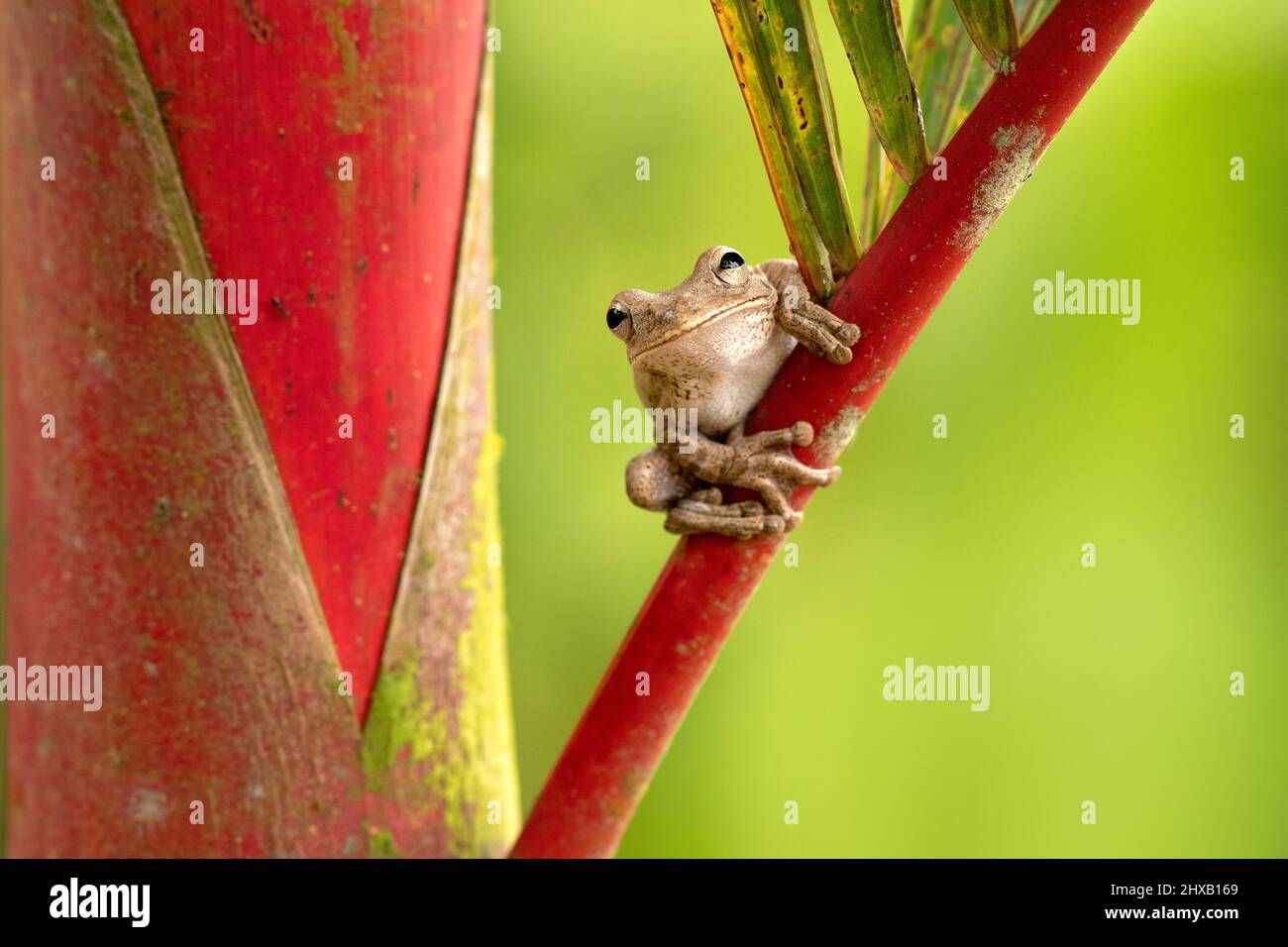 Panama cross banded tree frog hi-res stock photography and images - Alamy