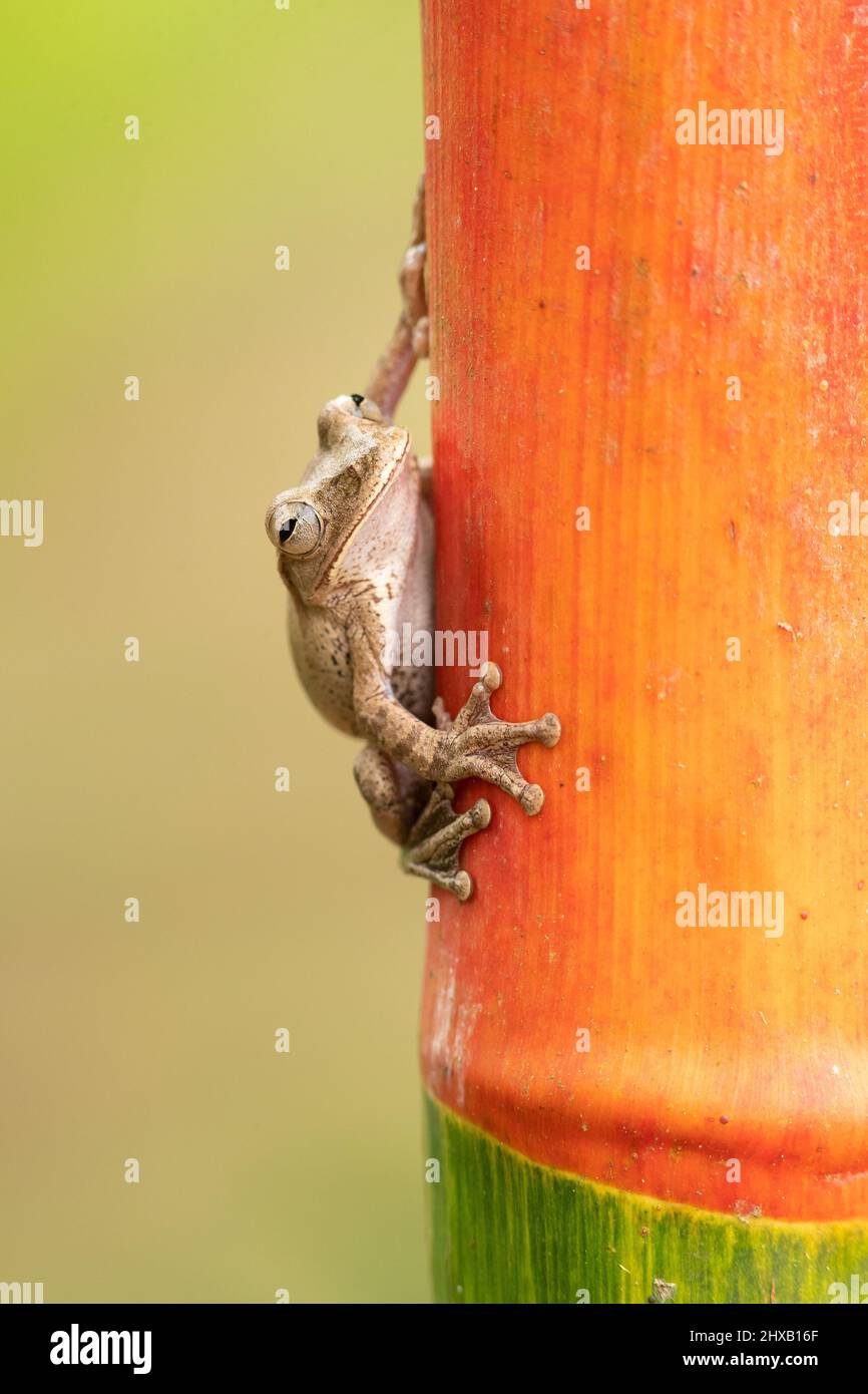 Panama cross-banded tree frog (Smilisca sila) is a species of frog in ...