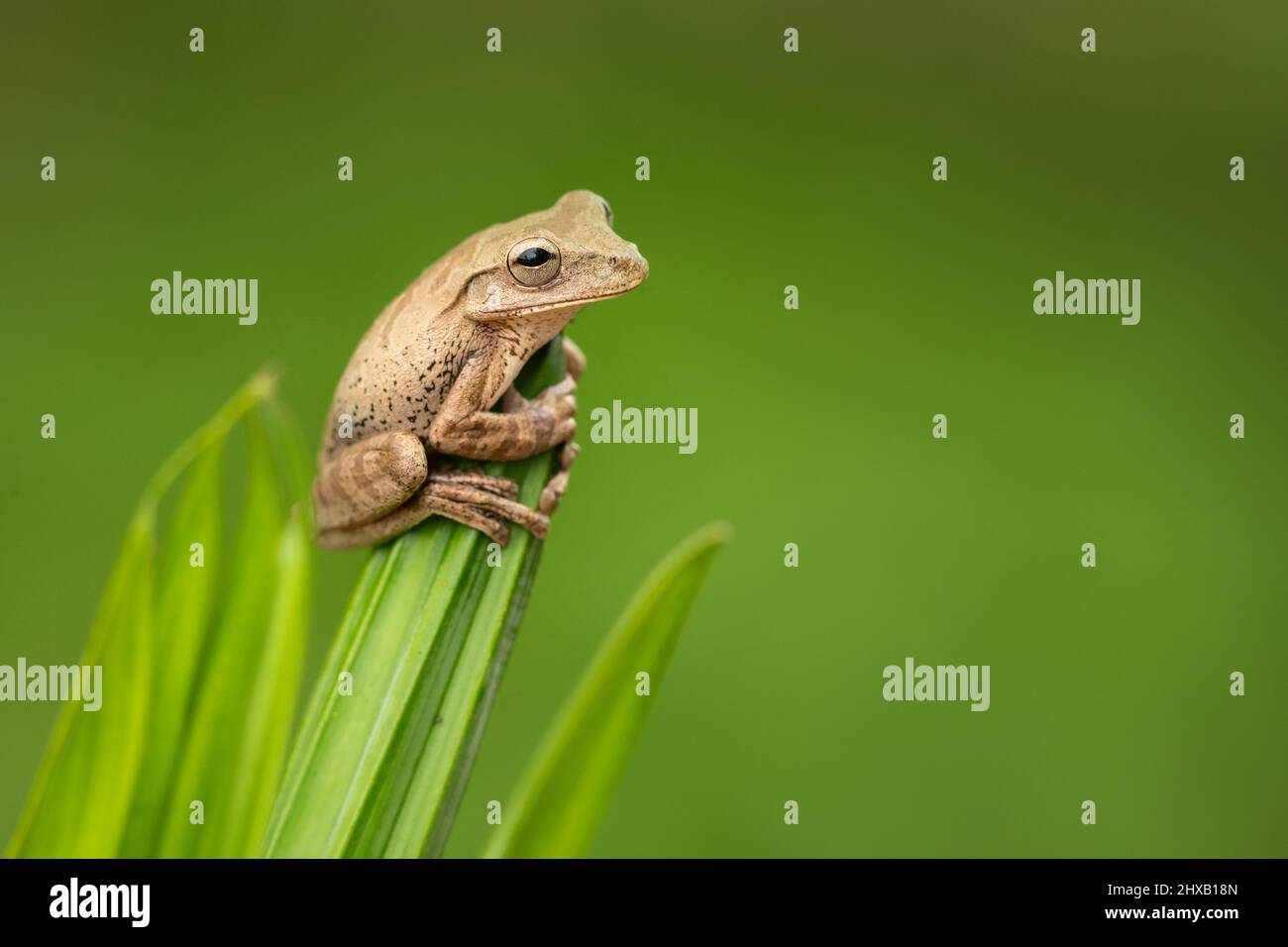 Panama cross banded tree frog hi-res stock photography and images - Alamy