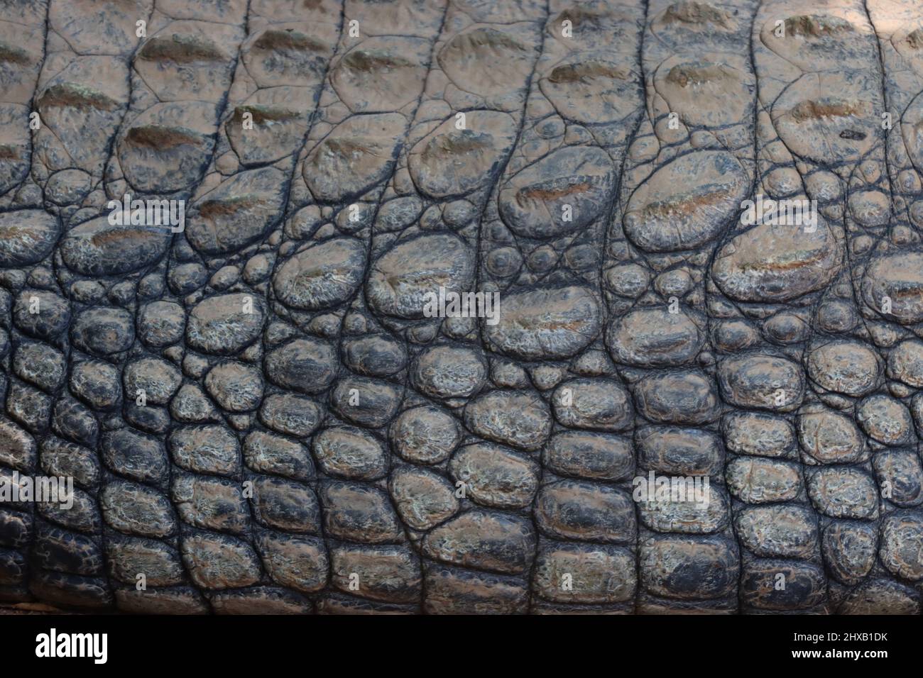 Crocodile scales hi-res stock photography and images - Alamy