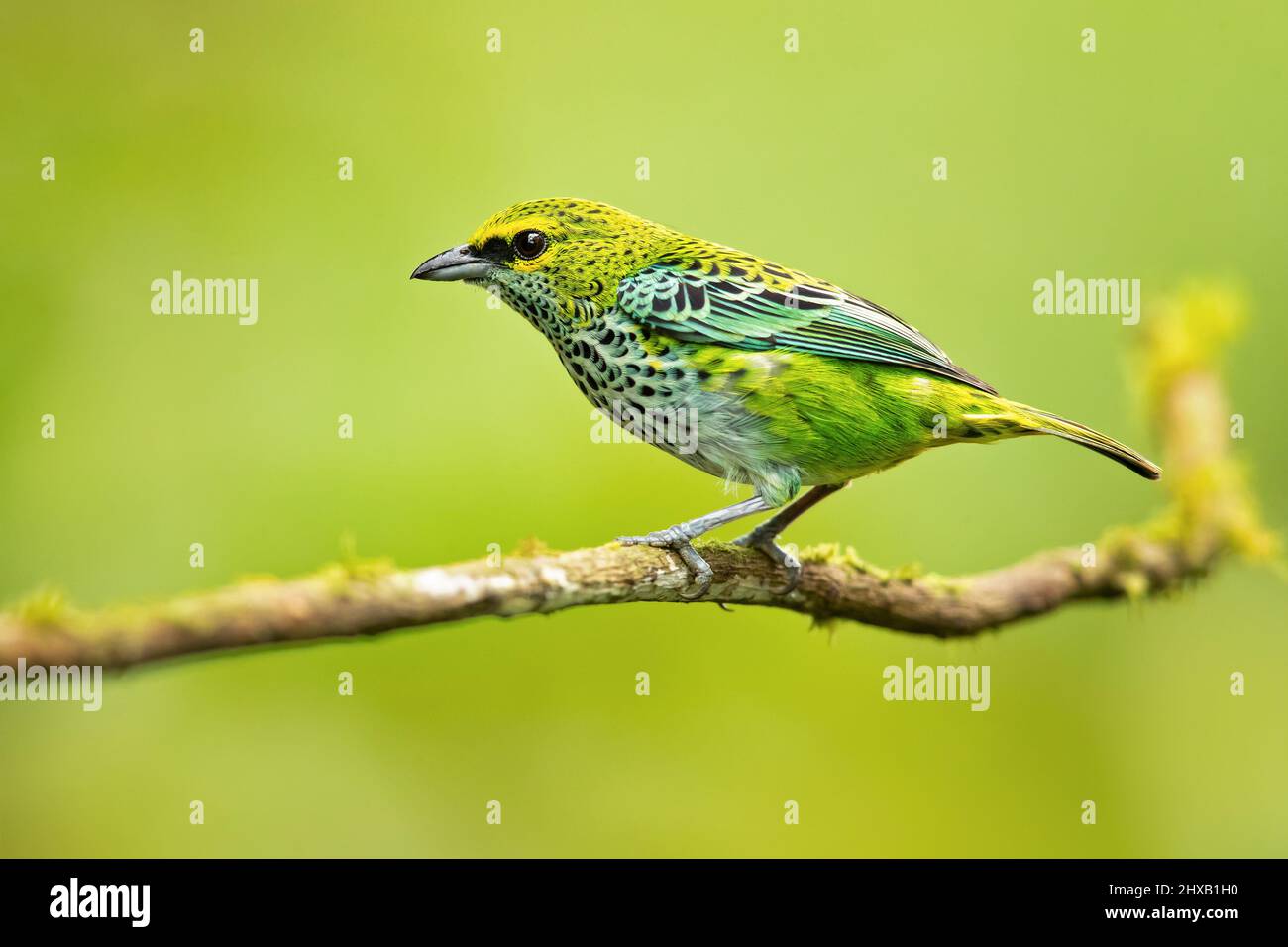 Tanagers of panama hi-res stock photography and images - Alamy