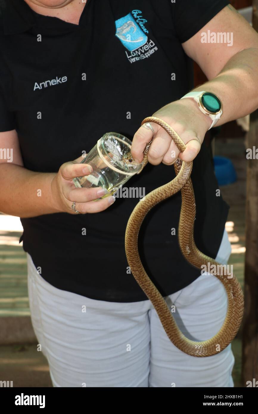 Snake venom milking hi-res stock photography and images - Alamy