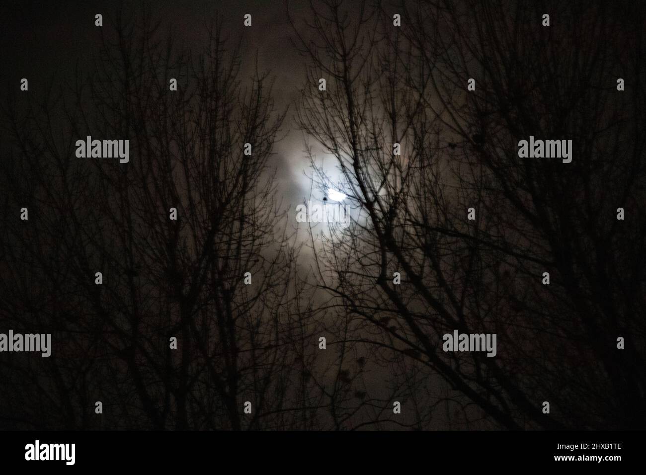 Night sky with moon between fog and tree branches. Create a Horror and ...