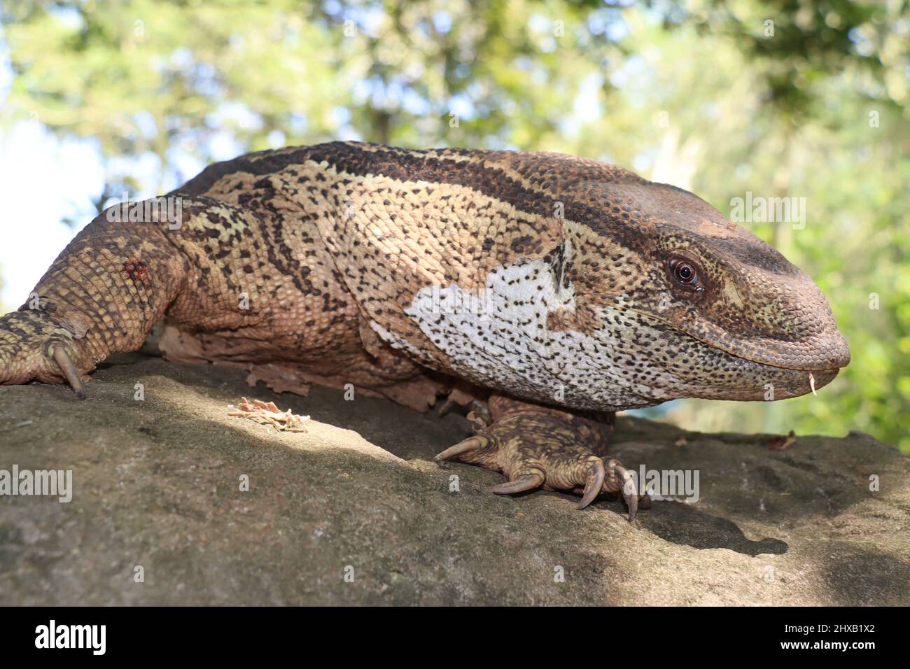 Largest monitor lizard hi-res stock photography and images - Alamy