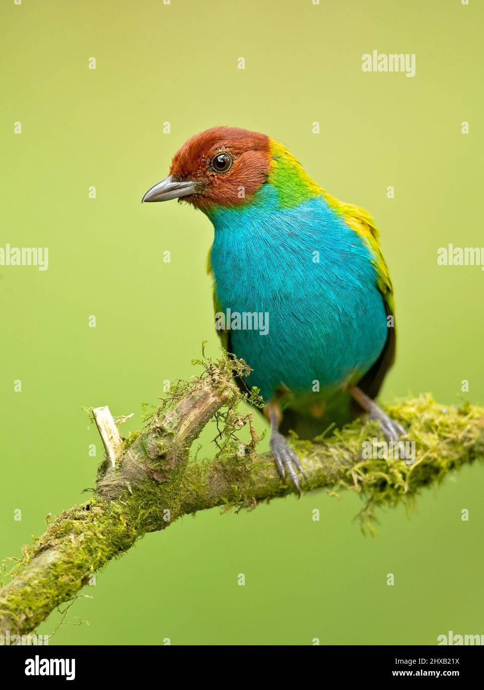 Blue headed tanager tangara hi-res stock photography and images - Alamy