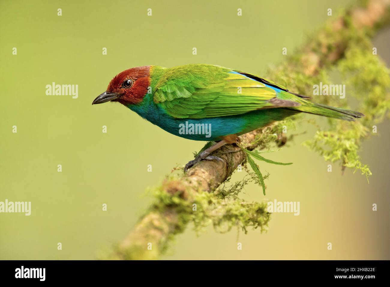 Blue headed tanager tangara hi-res stock photography and images - Alamy