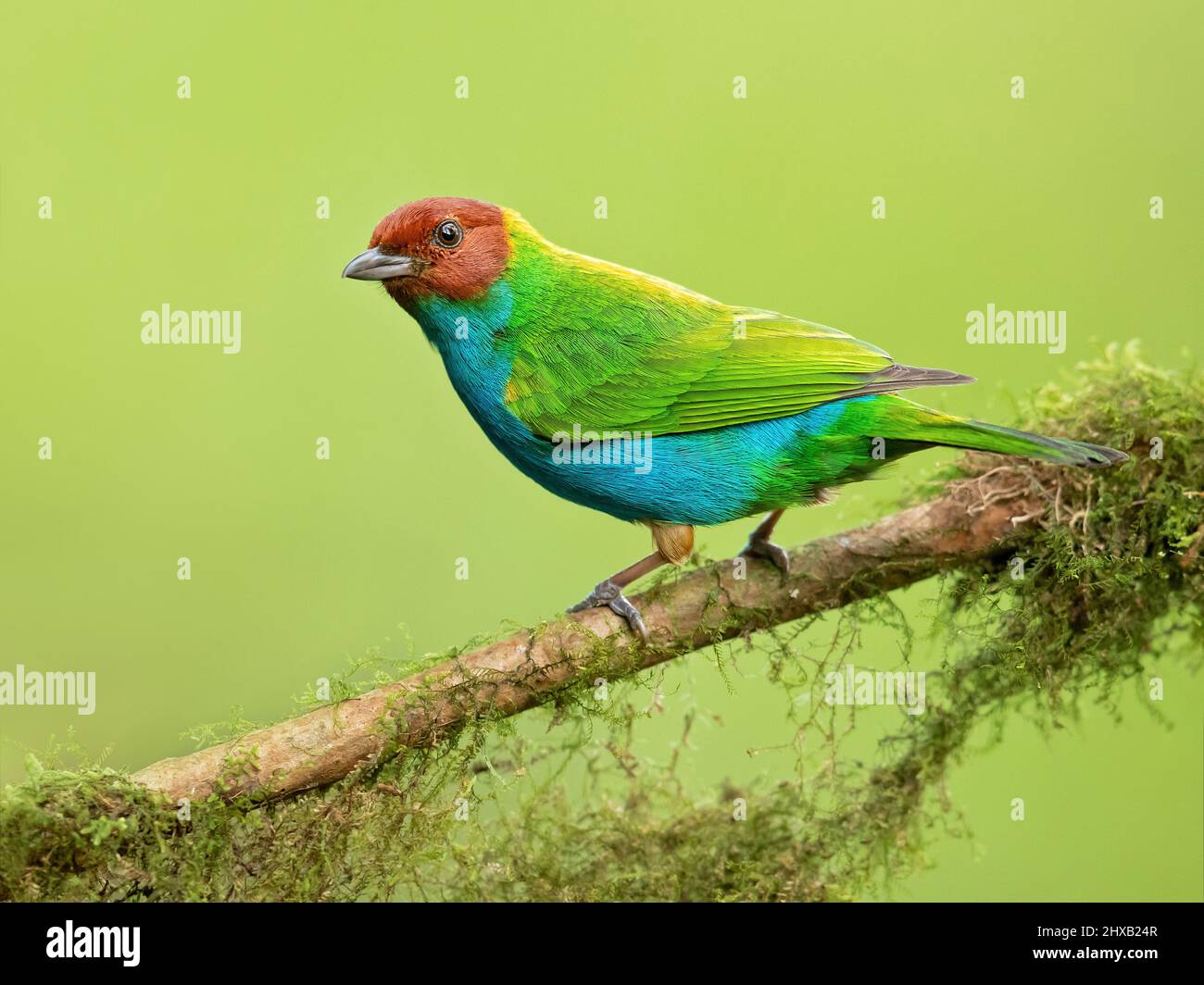 Blue headed tanager tangara hi-res stock photography and images - Alamy