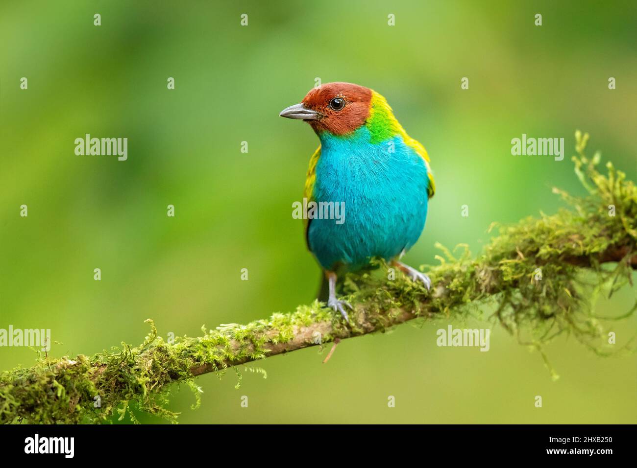 Blue headed tanager tangara hi-res stock photography and images - Alamy