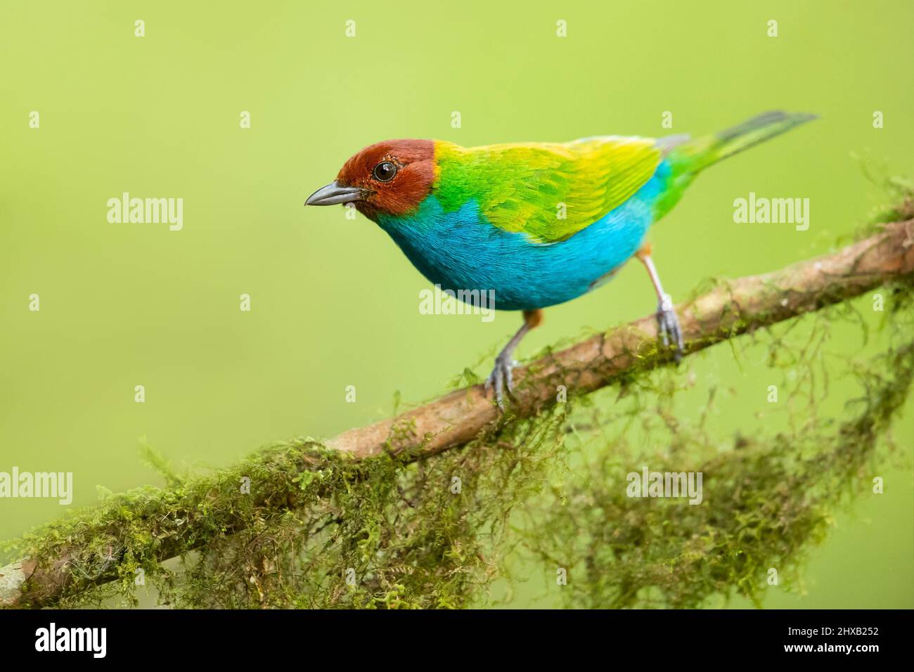 Blue headed tanager tangara hi-res stock photography and images - Alamy