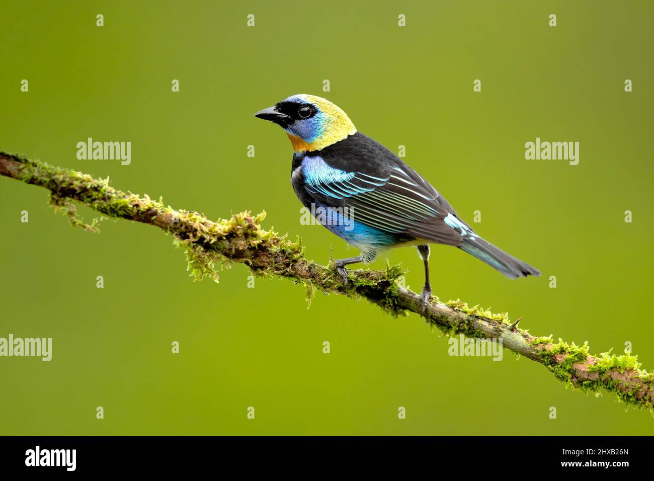 Golden hooted tanager Stock Photo - Alamy