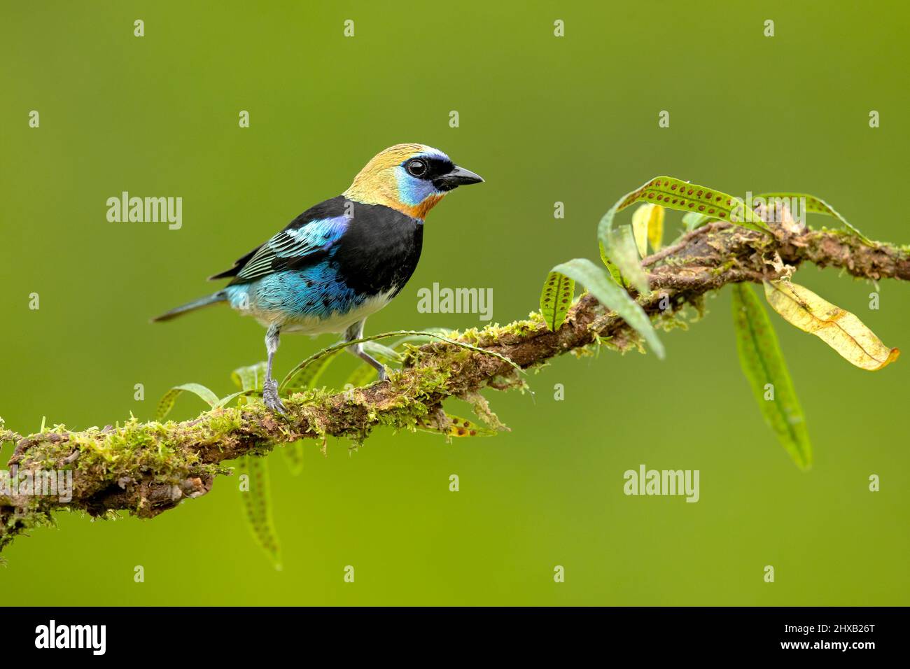 Golden hooted tanager Stock Photo - Alamy