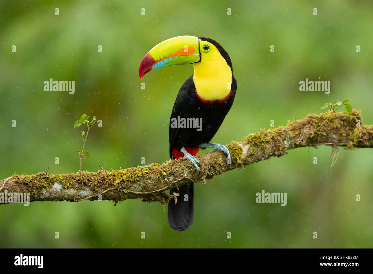 Keel billed toucans black hi-res stock photography and images - Alamy