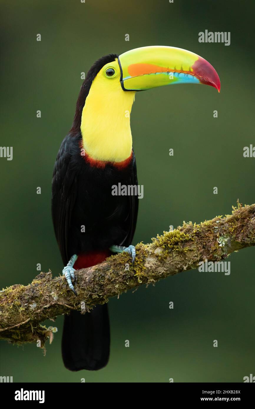 Keel billed toucans black hi-res stock photography and images - Alamy