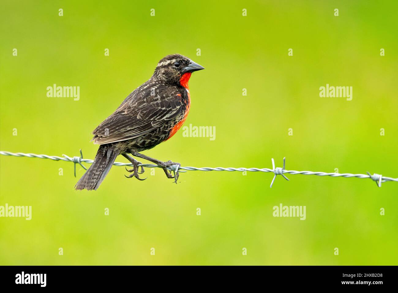 Red breasted meadowlark Stock Photo - Alamy