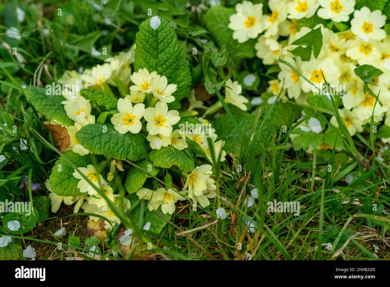 Spring flowers in bloom Stock Photo - Alamy