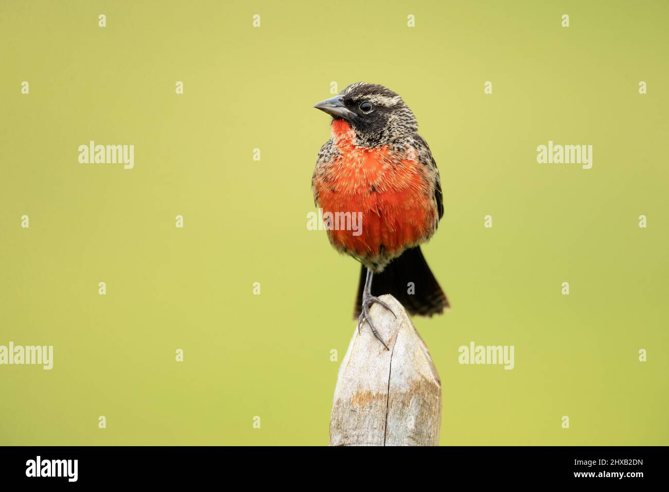 Red breasted meadowlark Stock Photo - Alamy