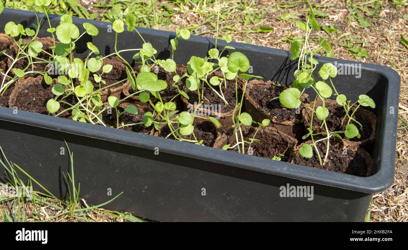 In the backyard, on the grass, there is a plastic tray with peat cups ...