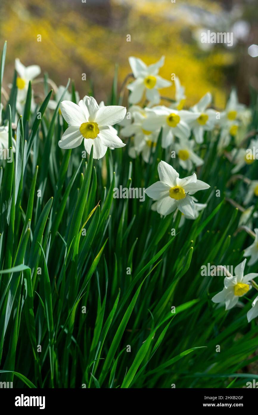 Spring flowers in bloom Stock Photo - Alamy