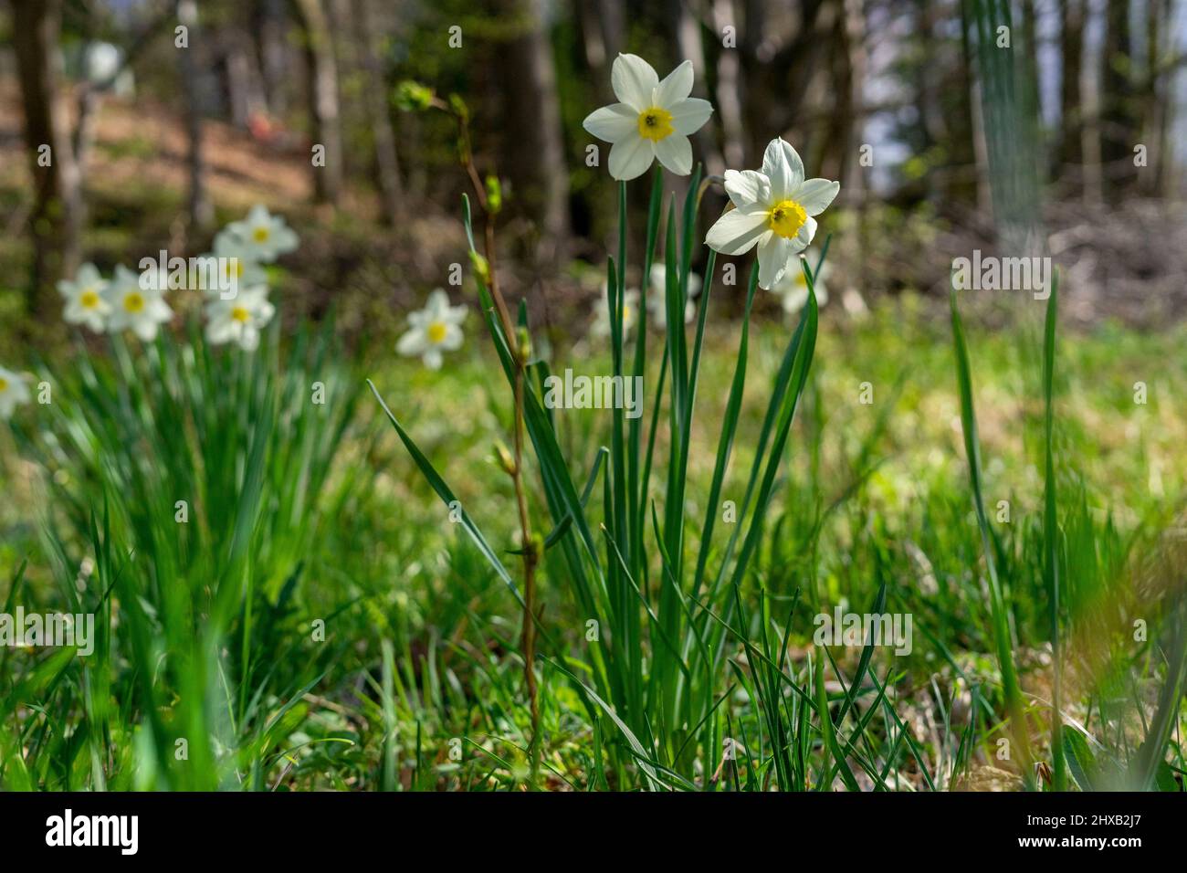 Spring flowers in bloom Stock Photo - Alamy