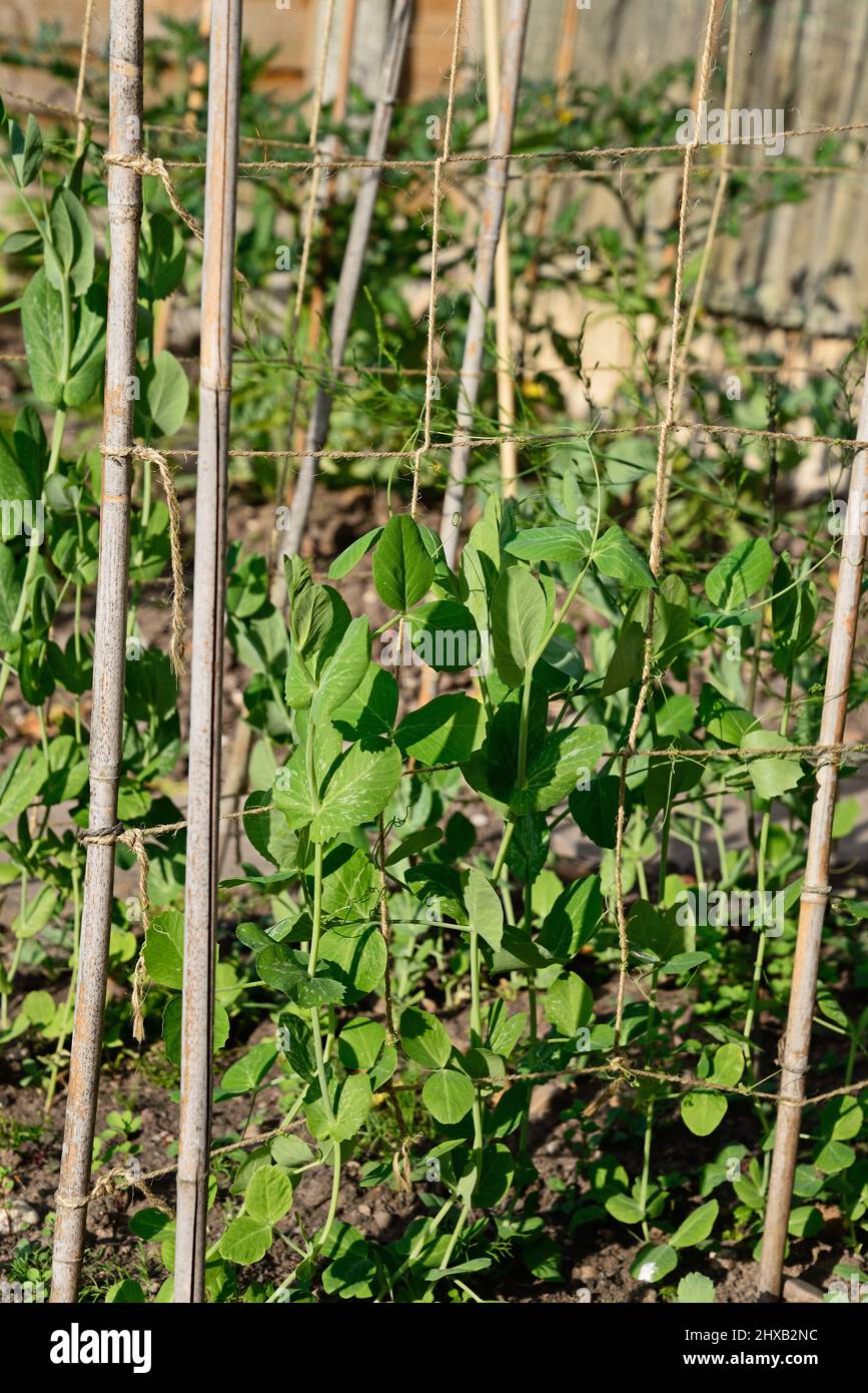 Young Mangetout plants growing up pea netting, Staffordshire, England ...