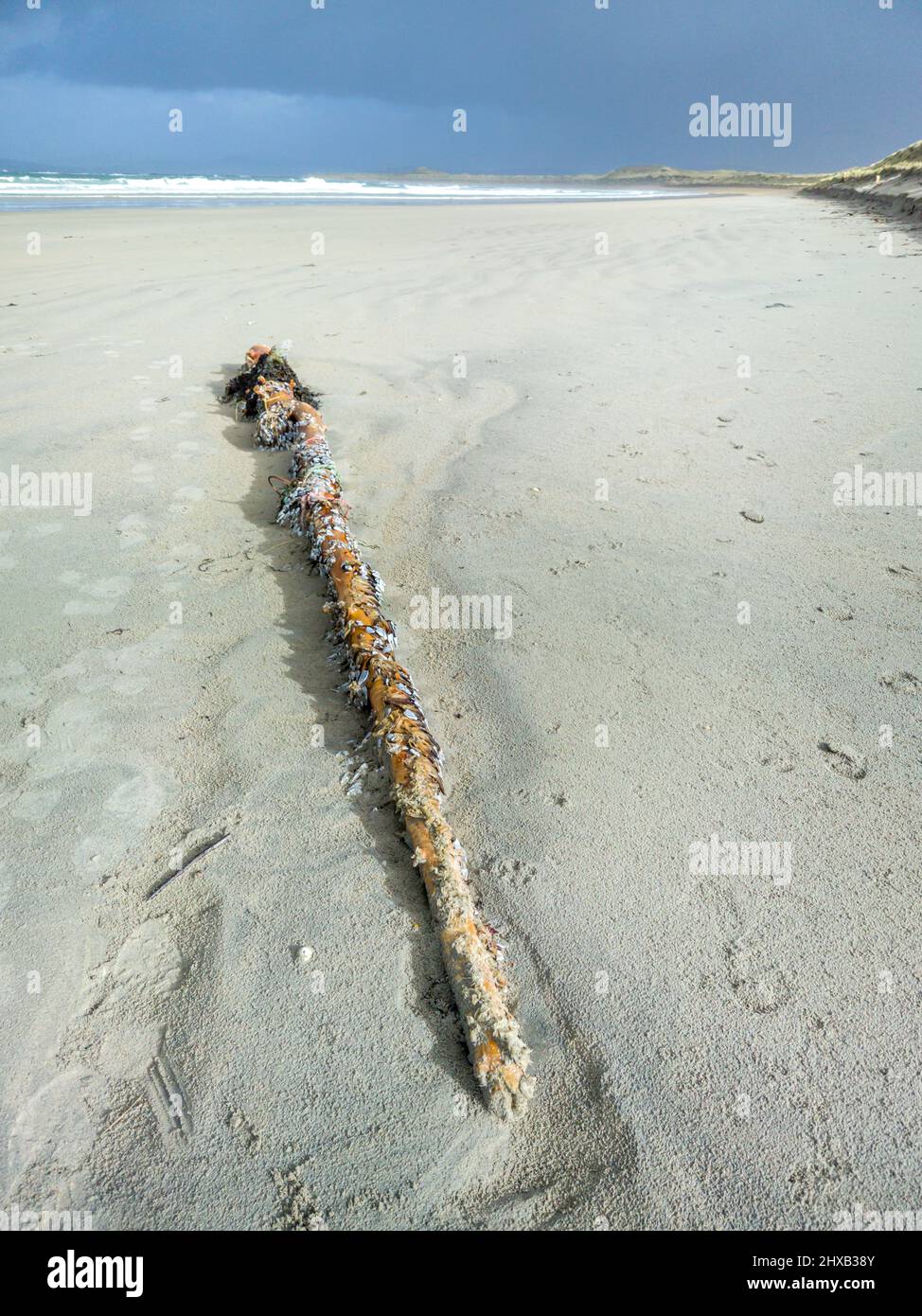 Goose barnacles, stalked barnacles, gooseneck barnacles on wooden post ...