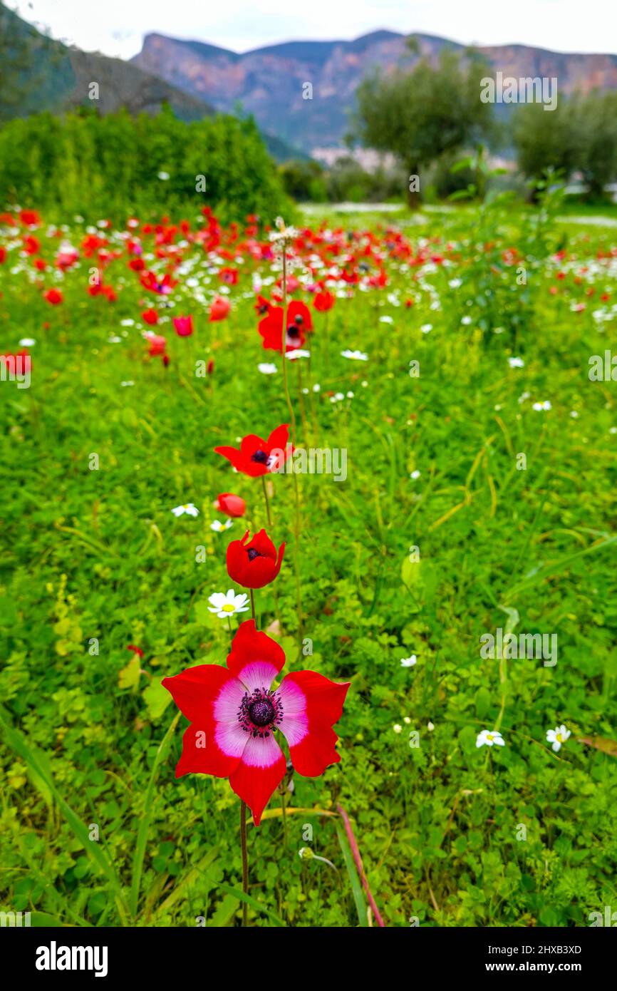 Red poppy anemone flowers in early spring, in Leonidio, the Peloponnese ...