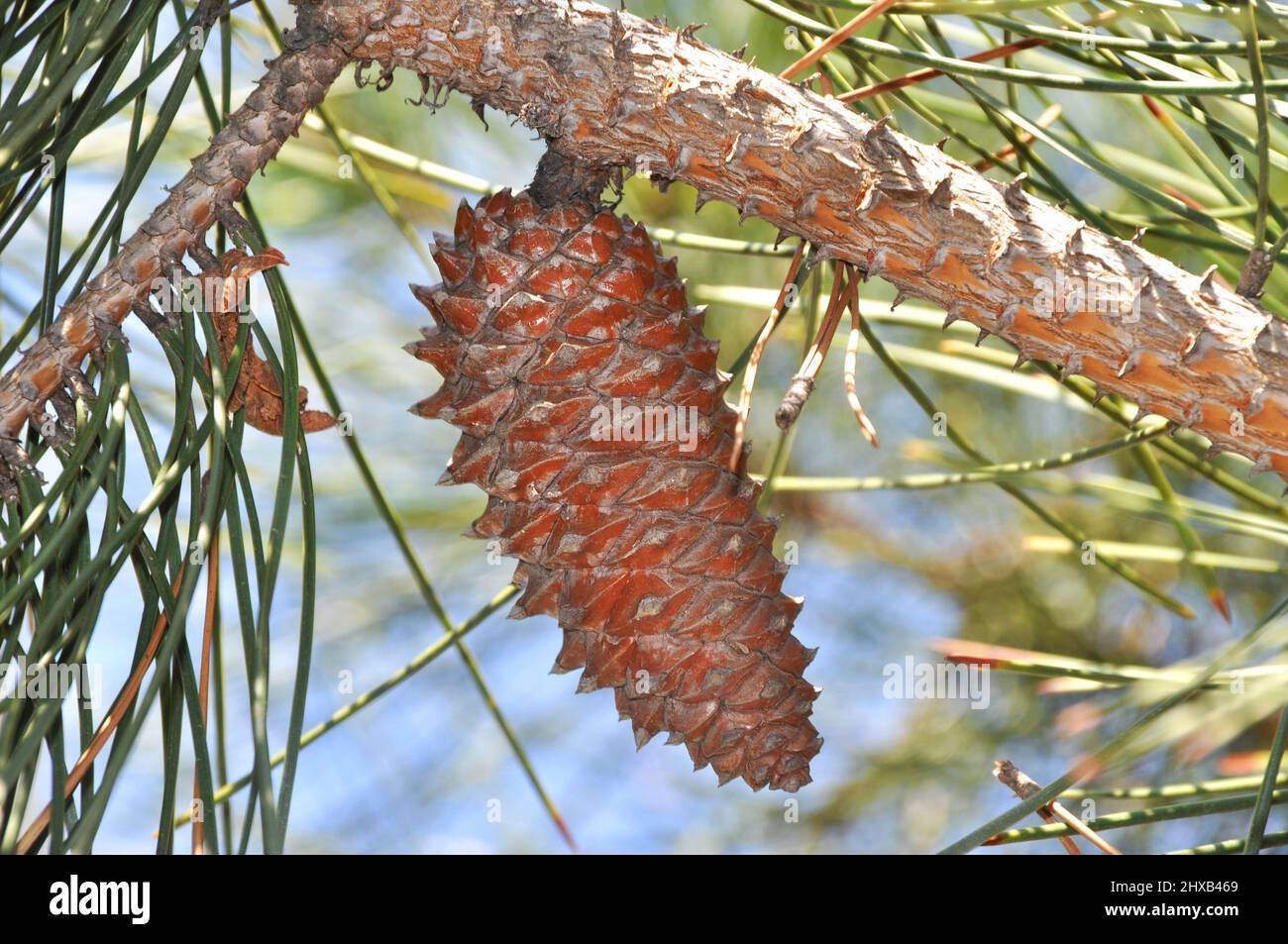 Needle leaf pine tree in its natural environment, pine tree in nature ...