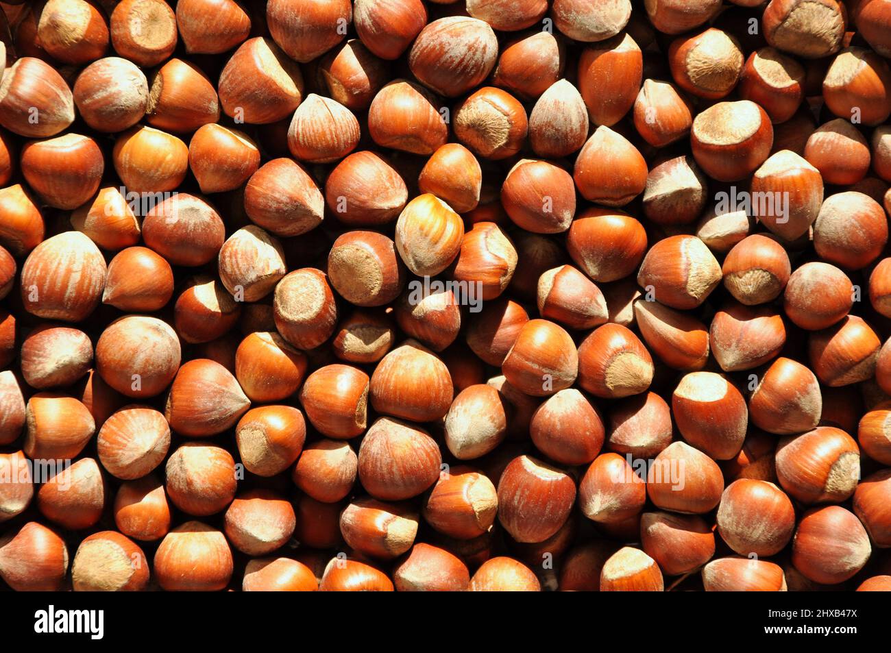Fresh tasty organic hazelnut filbert, shelled nut grains texture Stock ...
