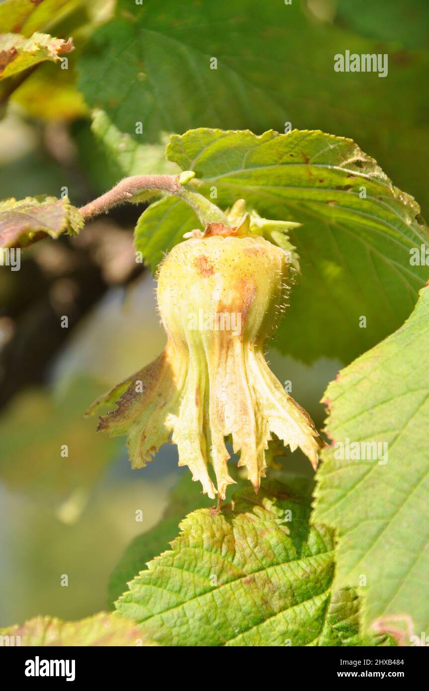 Cluster growth of nuts hi-res stock photography and images - Alamy