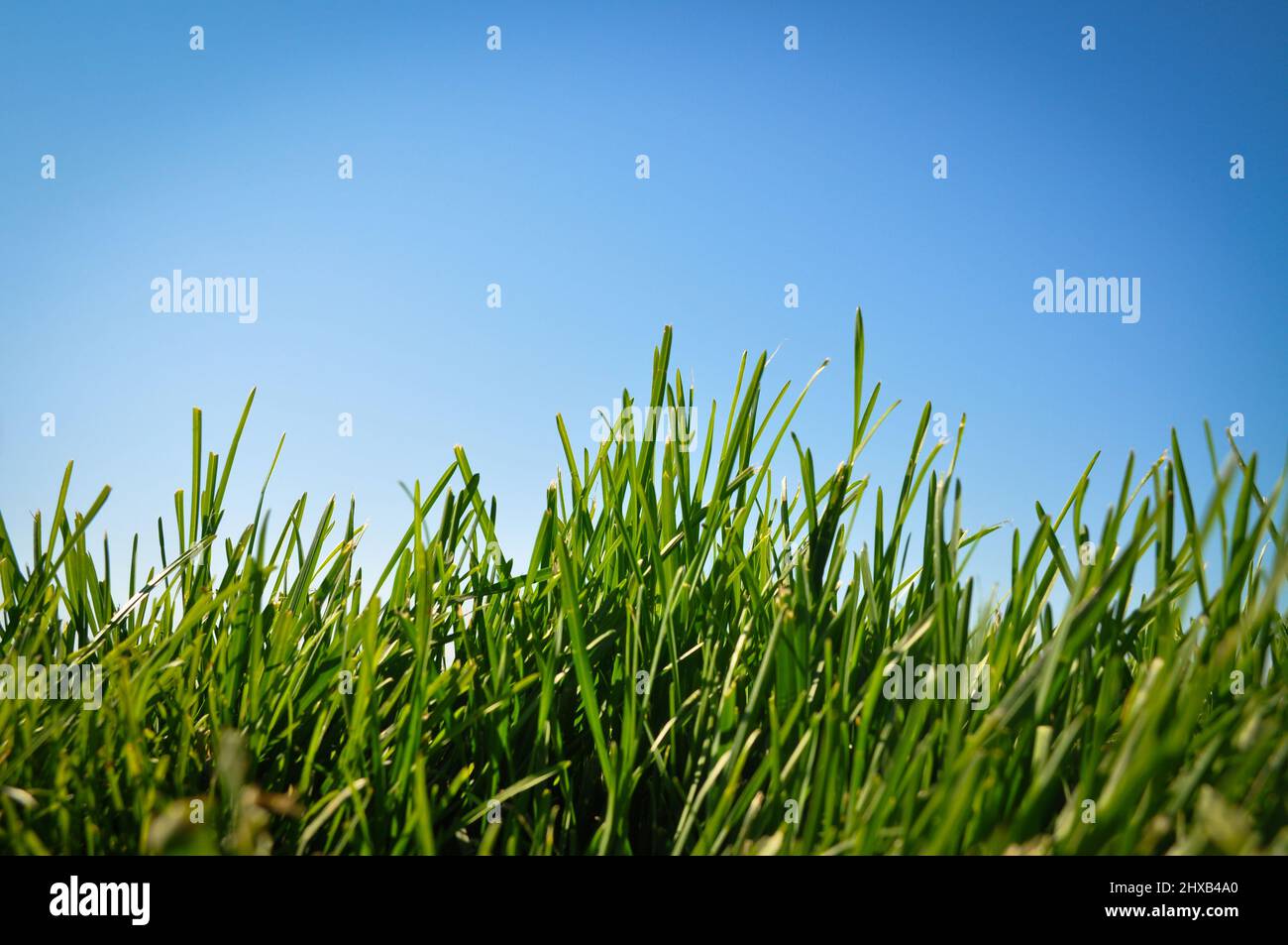 Green grass nature background and blue sky, natural texture of plant in ...