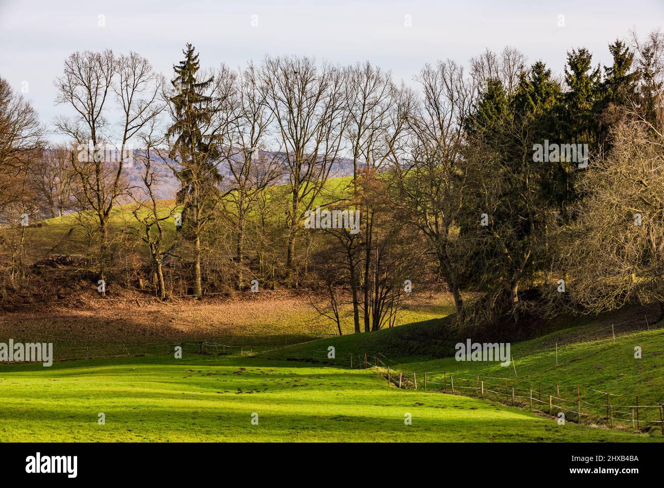 A pasture in a clearing lined with trees in winter Stock Photo - Alamy