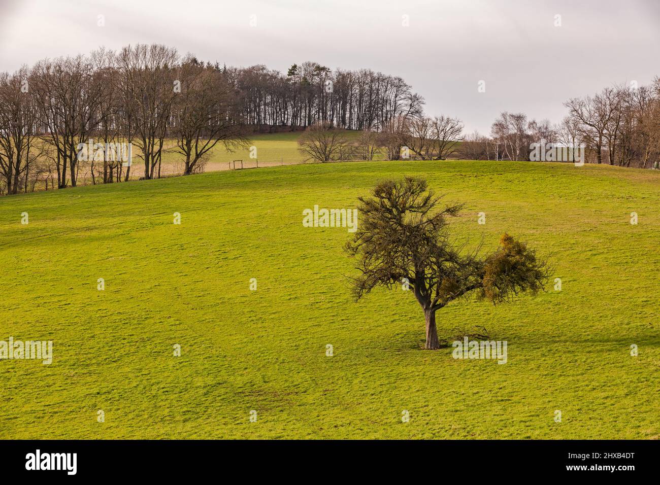 Single fruit tree hi-res stock photography and images - Alamy