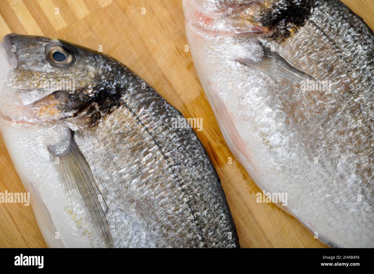 Cupra fish hi-res stock photography and images - Alamy