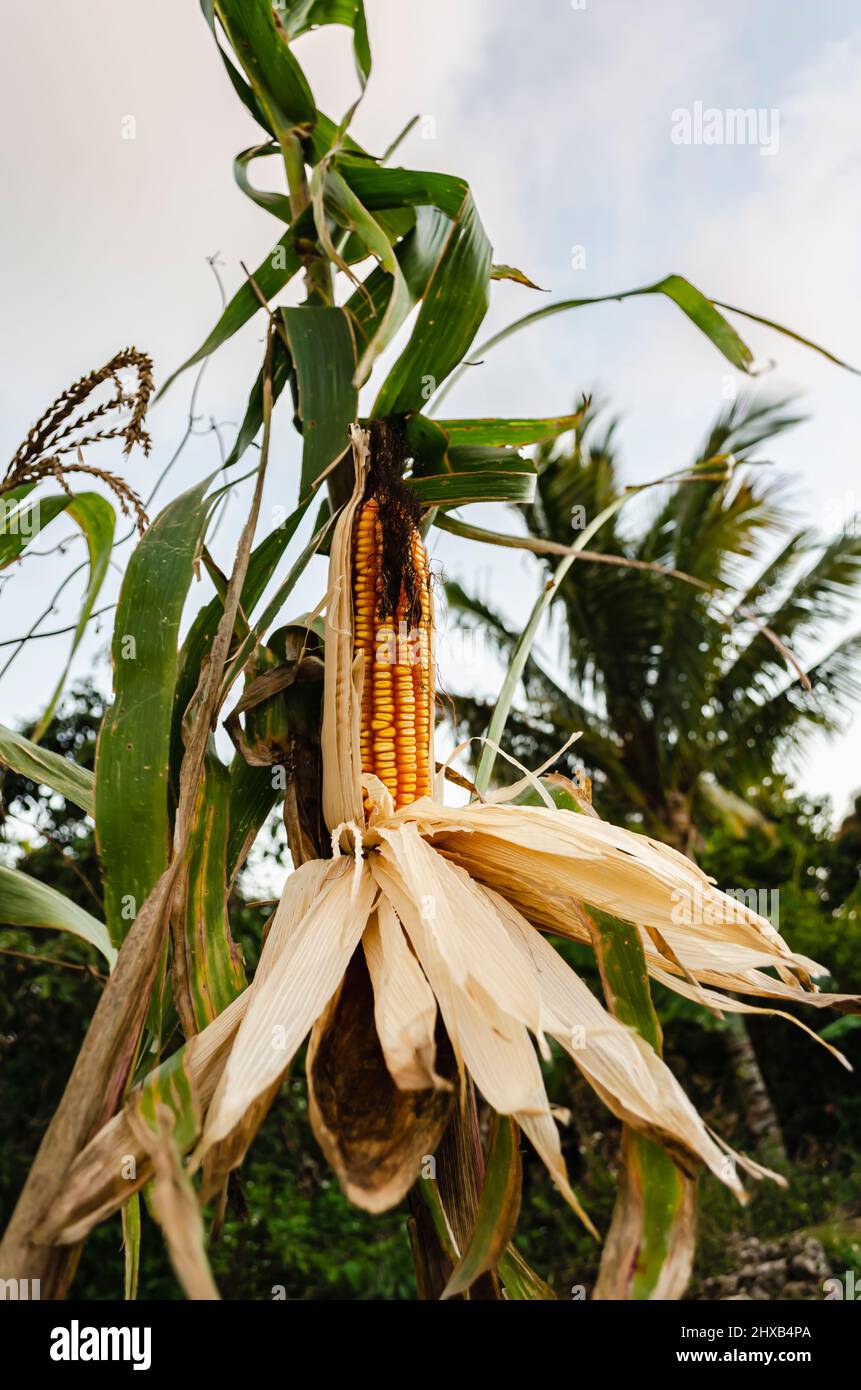 A dried corn that is attached to its tree is partially stripped of it ...