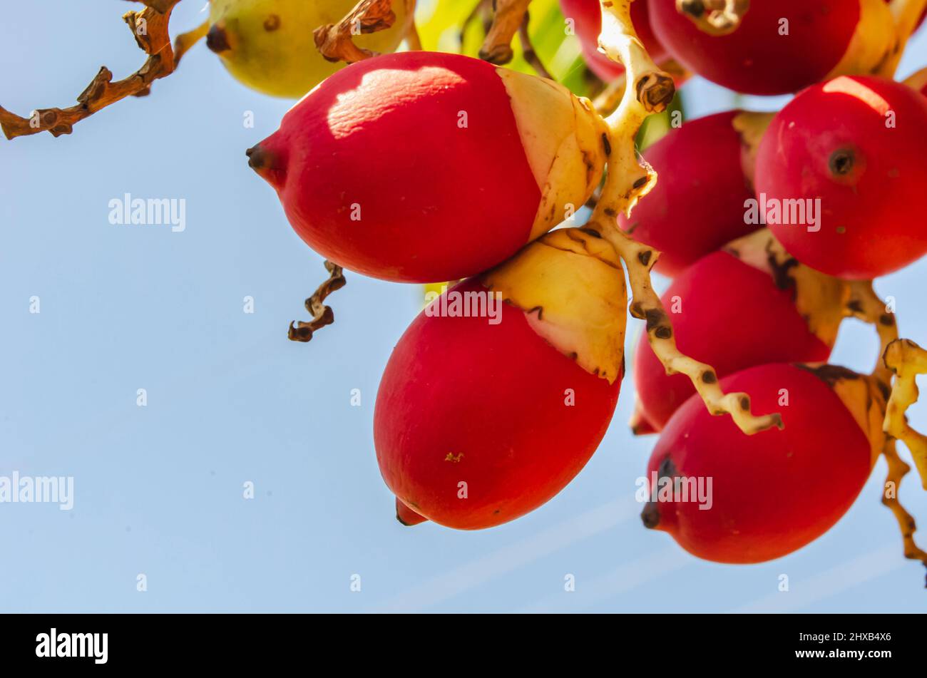This is a closeup of red mature royal pam on its tree Stock Photo - Alamy