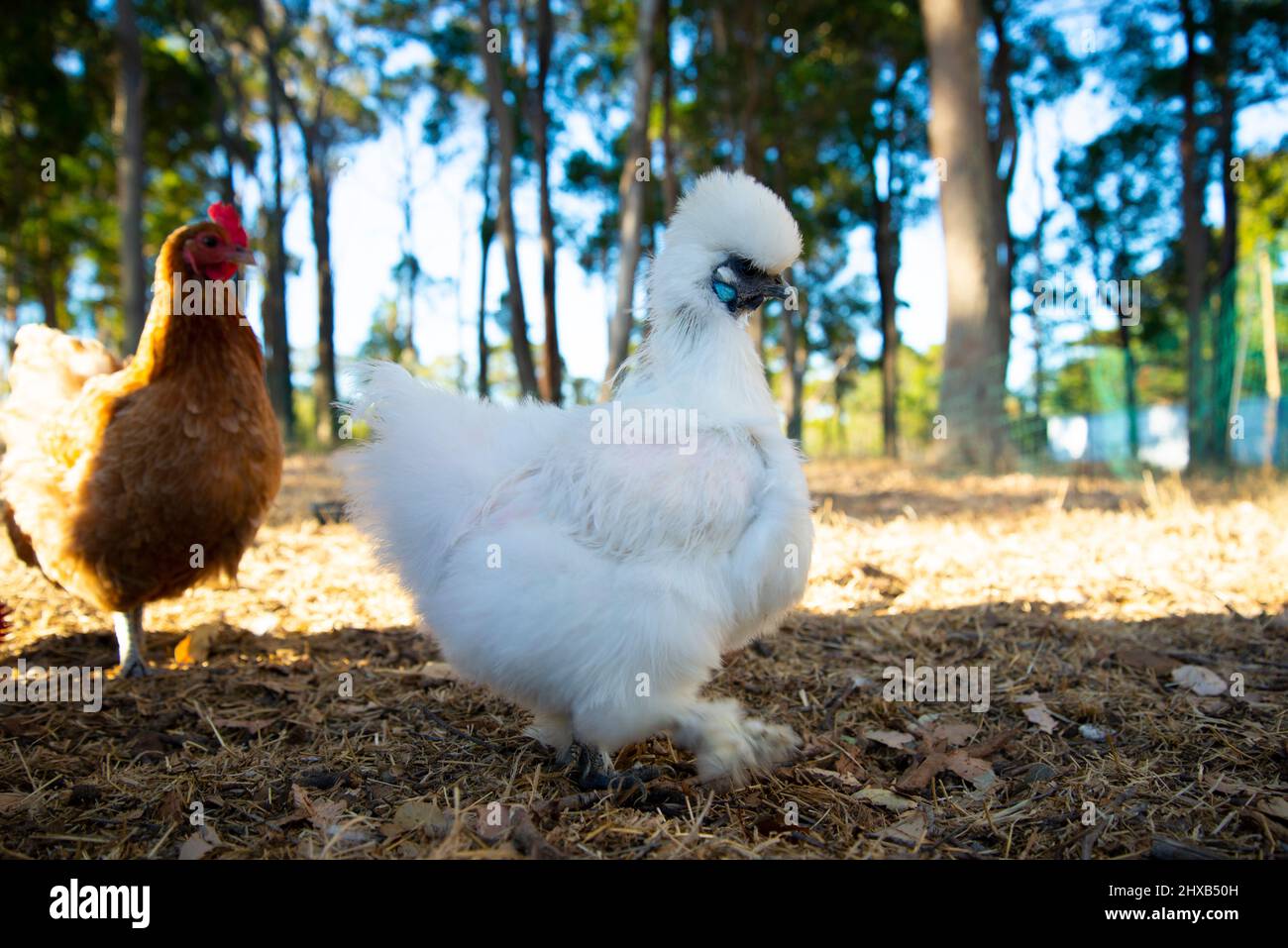 Chinese silkie chicken hi-res stock photography and images - Alamy