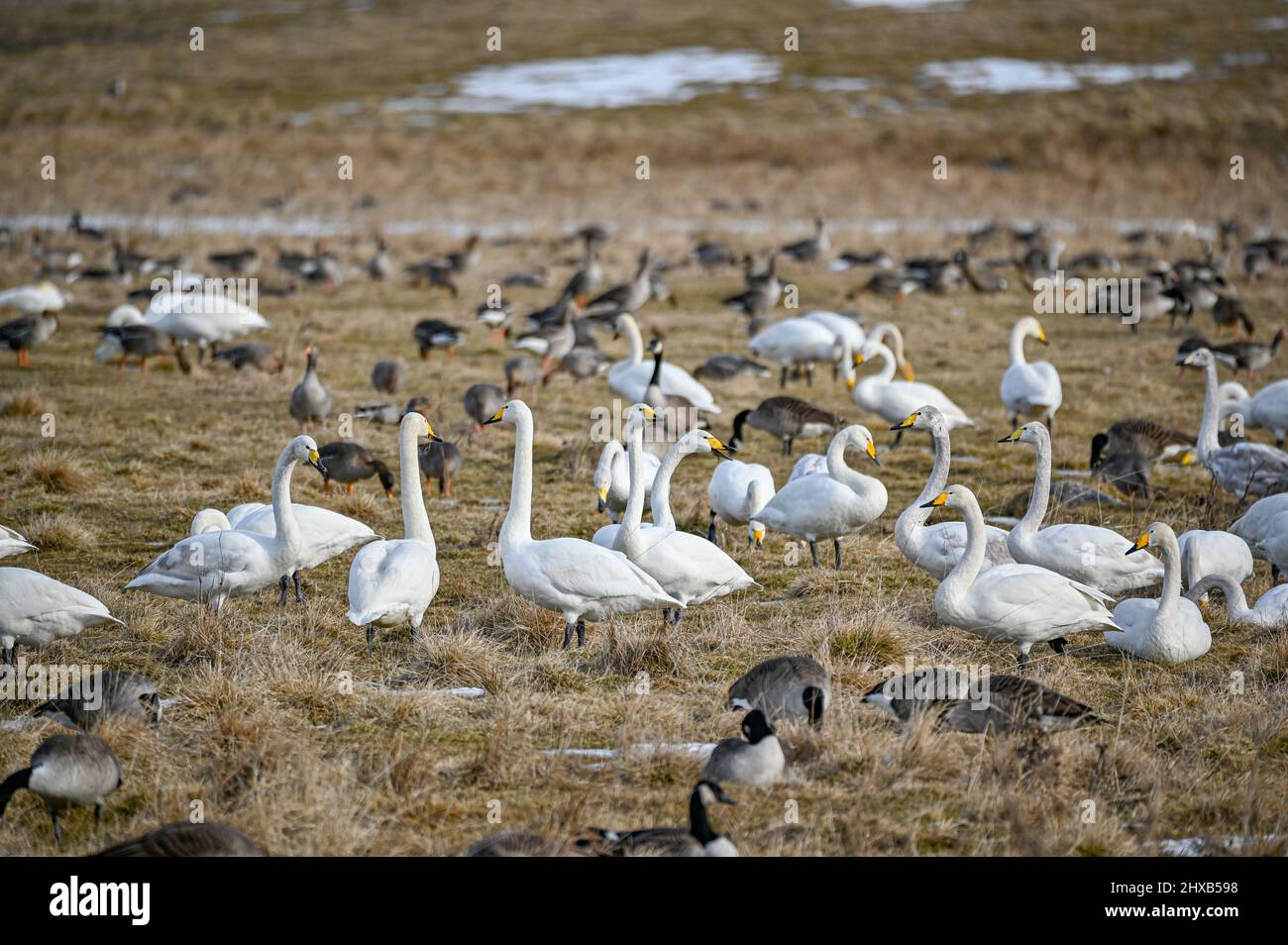bird watching at Tysslingen Sweden with Whooper Swans Stock Photo - Alamy