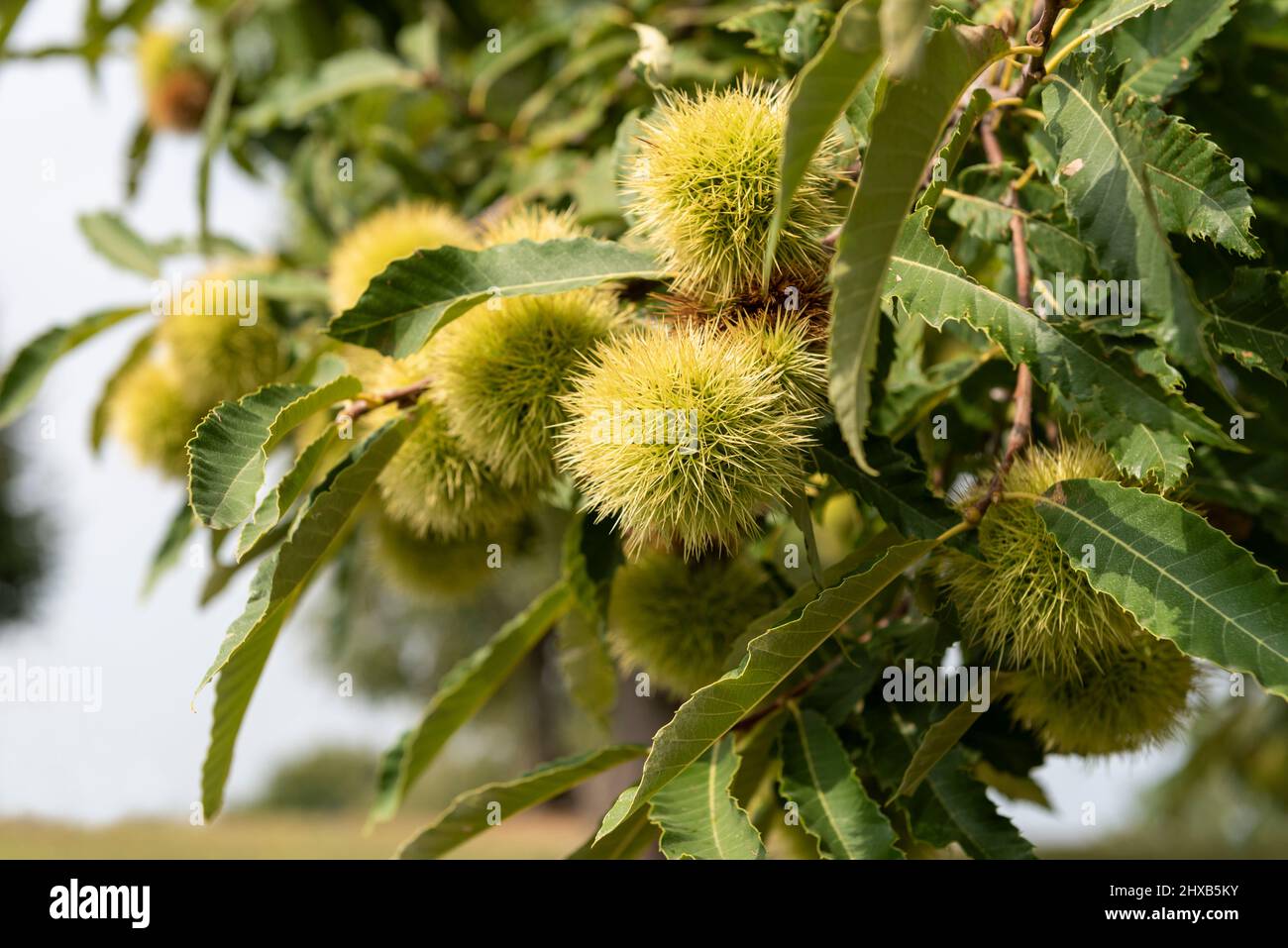 Chestnut tree green leaves nuts hi-res stock photography and images - Alamy