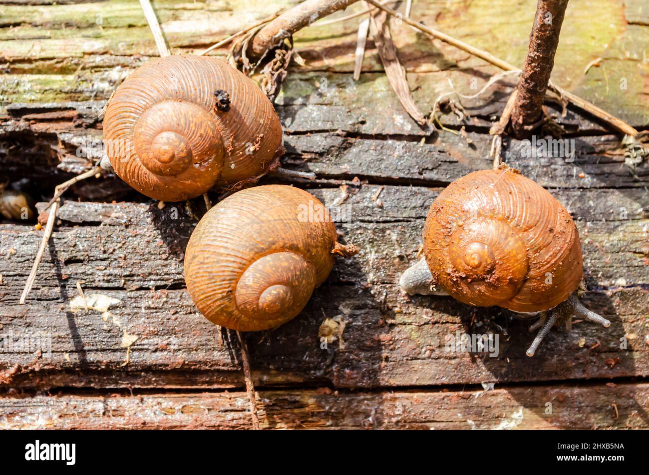Three snails in shell are crawling on an old dry rotting log on a sunny ...