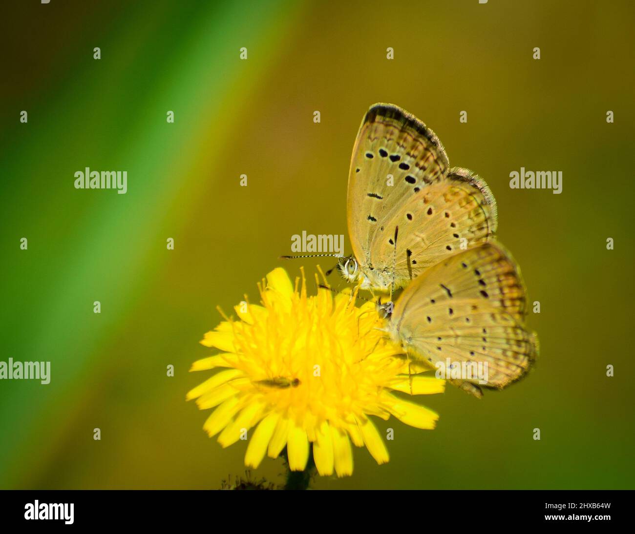 Two butterfly on one flower. dark grass blue (zizeeria karsandra Stock ...