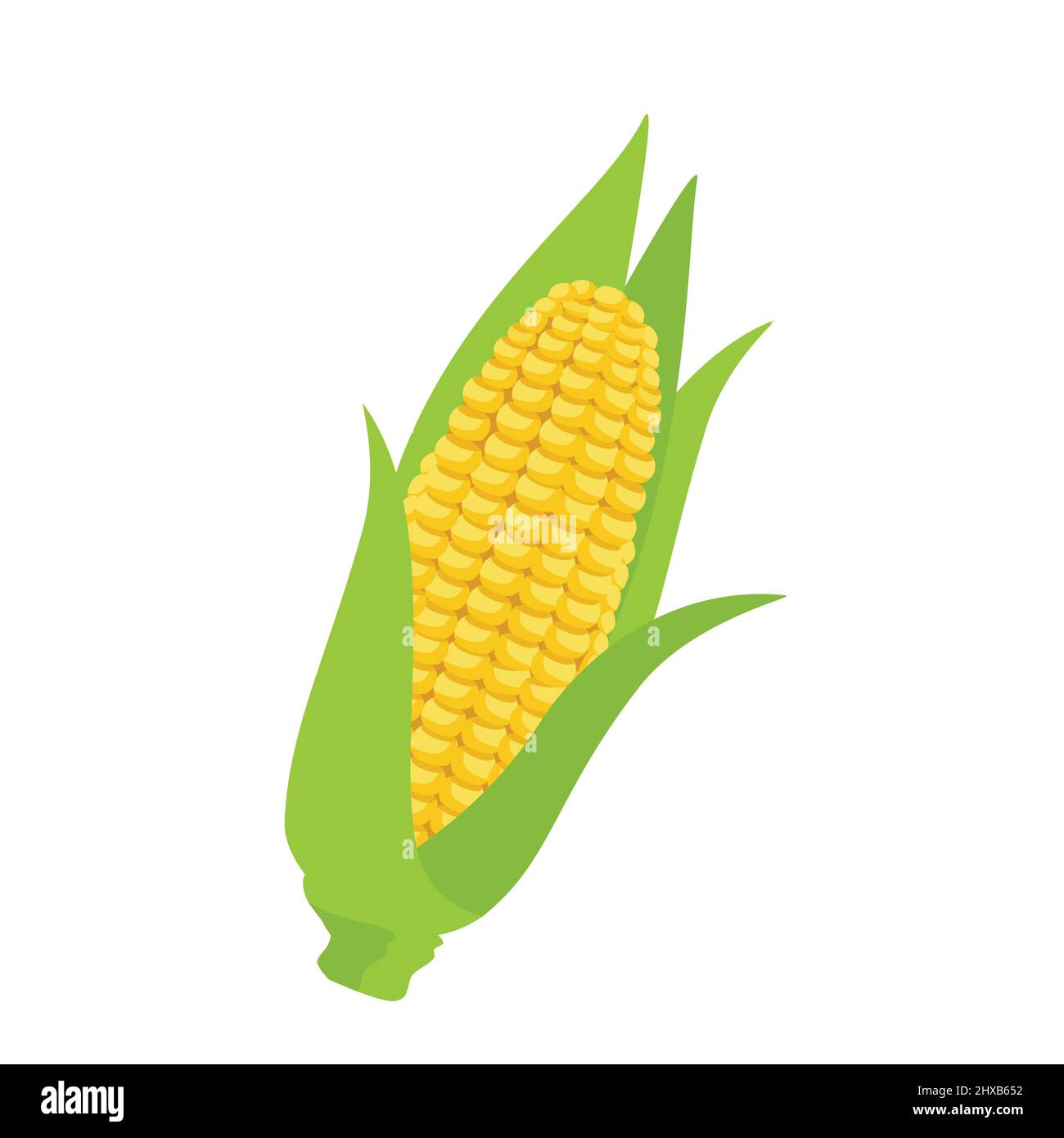 Corncob isolated on white background. Sweet golden corn. Vector Stock ...