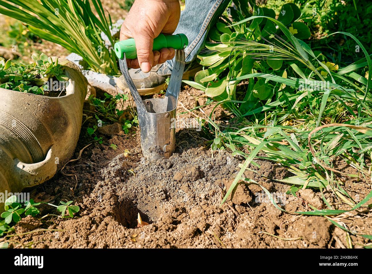 Hand planting bulb in soil hi-res stock photography and images - Alamy