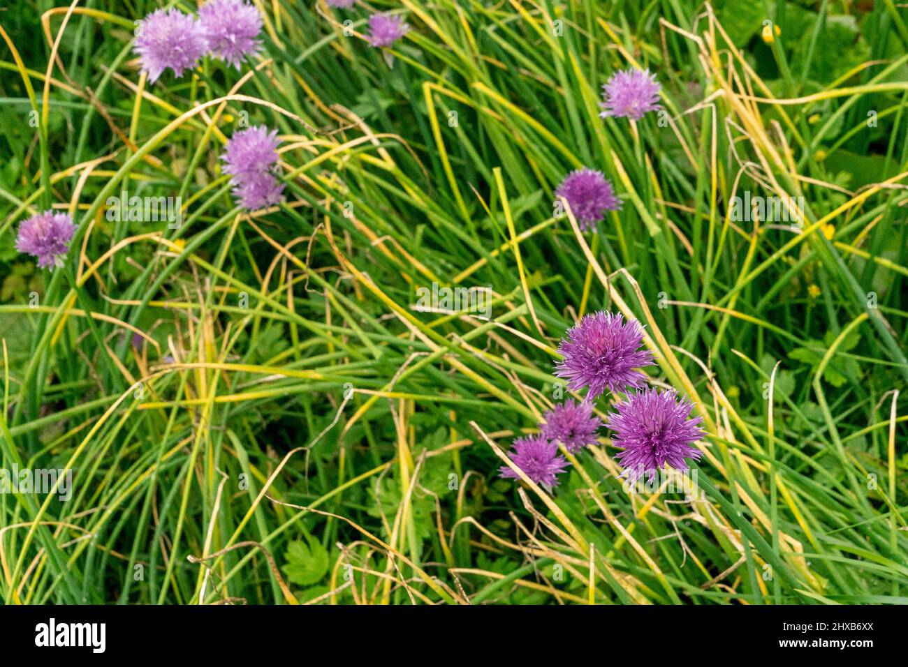 Violet alpine chive growing at the mountain meadows Stock Photo - Alamy