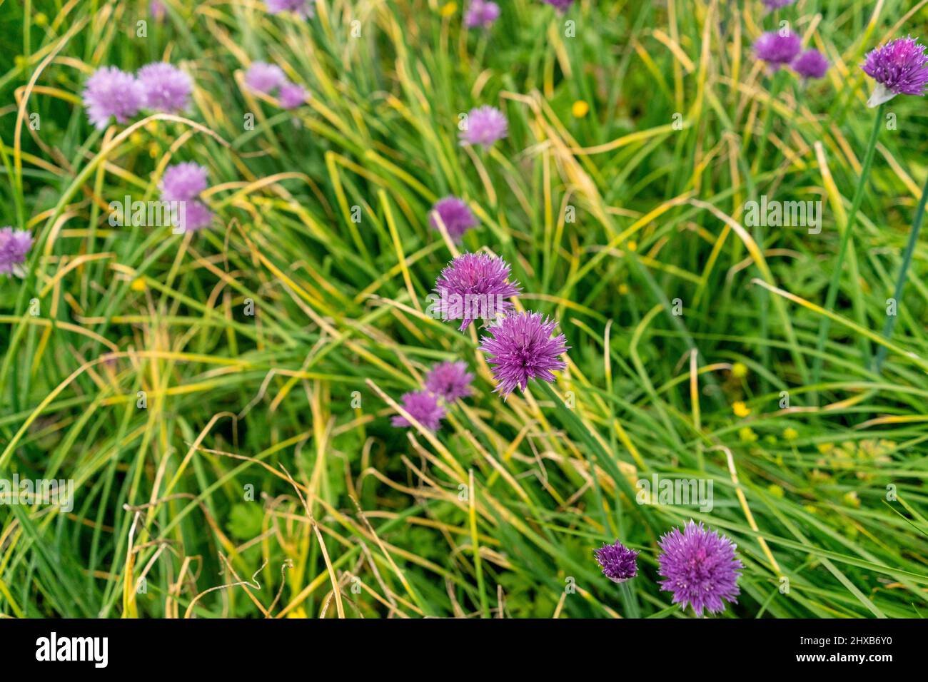 Violet alpine chive growing at the mountain meadows Stock Photo - Alamy