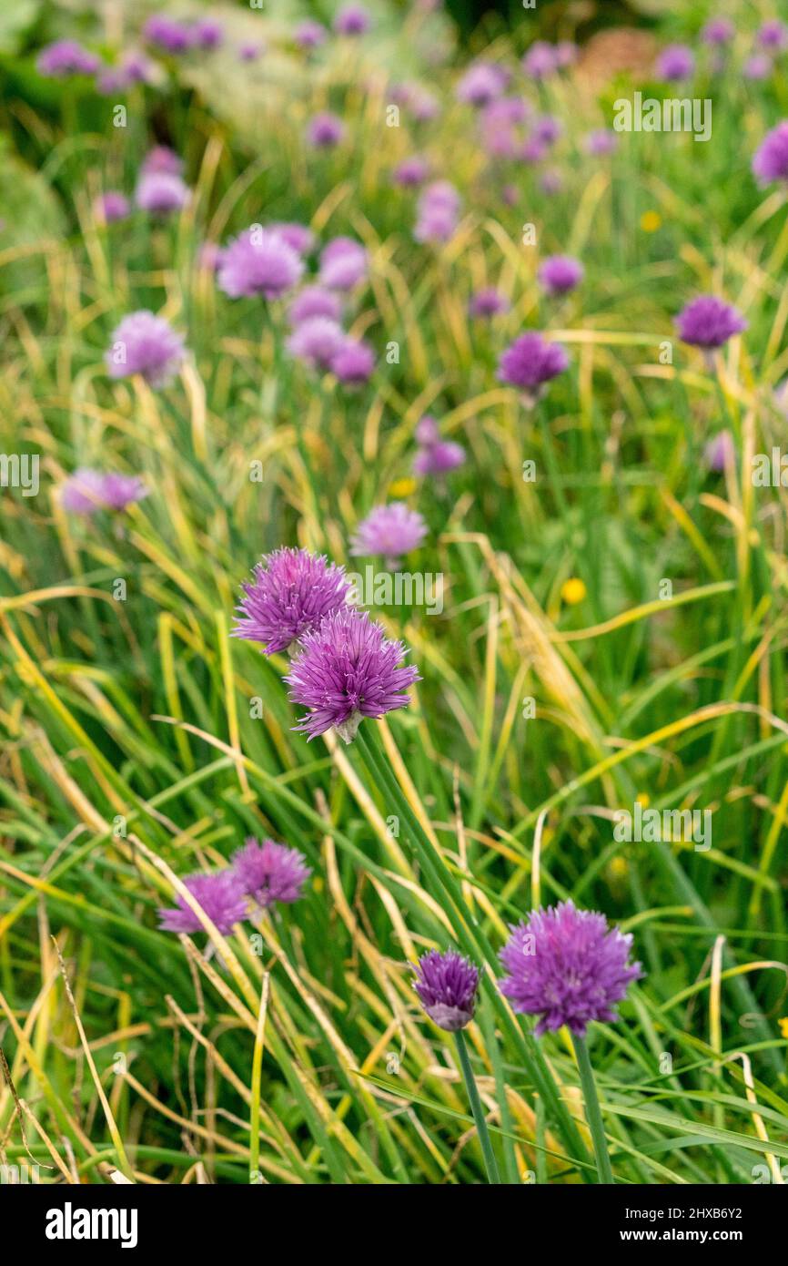 Violet alpine chive growing at the mountain meadows Stock Photo - Alamy