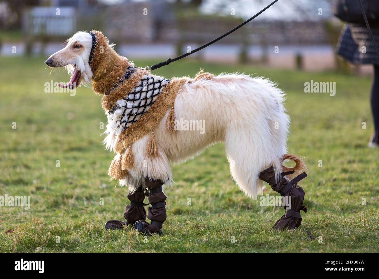 Birmingham, 11 March 2022. Luna the Afghan Hound yawns at the early ...